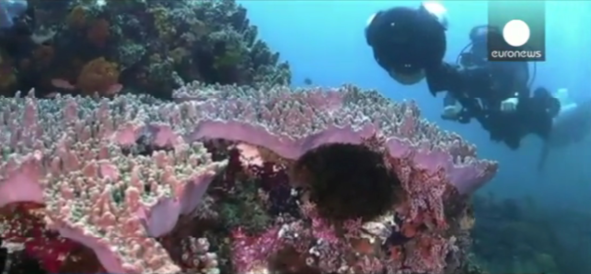 Les récifs coralliens... | Ordissinaute