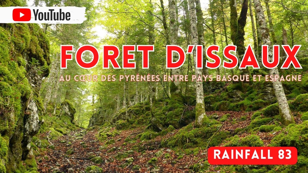 Actualité - Voyages - Balade en foret, foret d'Issaux dans les Pyrénées ...